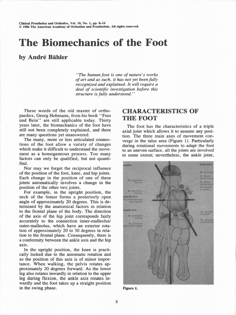 The Biomechanics of The Foot | PDF | Foot | Anatomical Terms Of Motion
