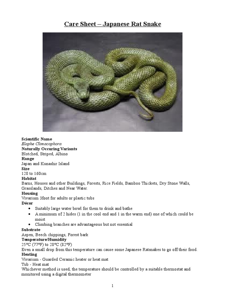 Care Sheet - Japanese Rat Snake (Elaphe climacophora)