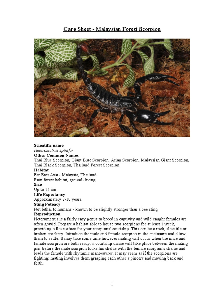 Malaysian Forest Scorpion Care Guide | PDF | Vivarium | Organisms
