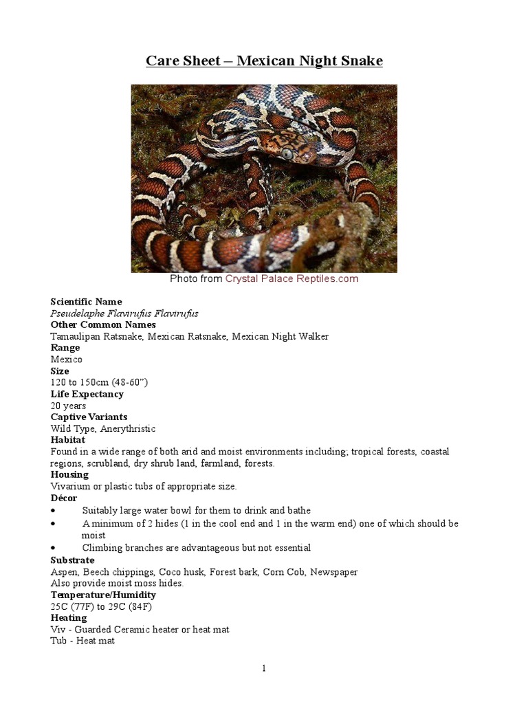 Care Sheet - Mexican Night Snake | PDF