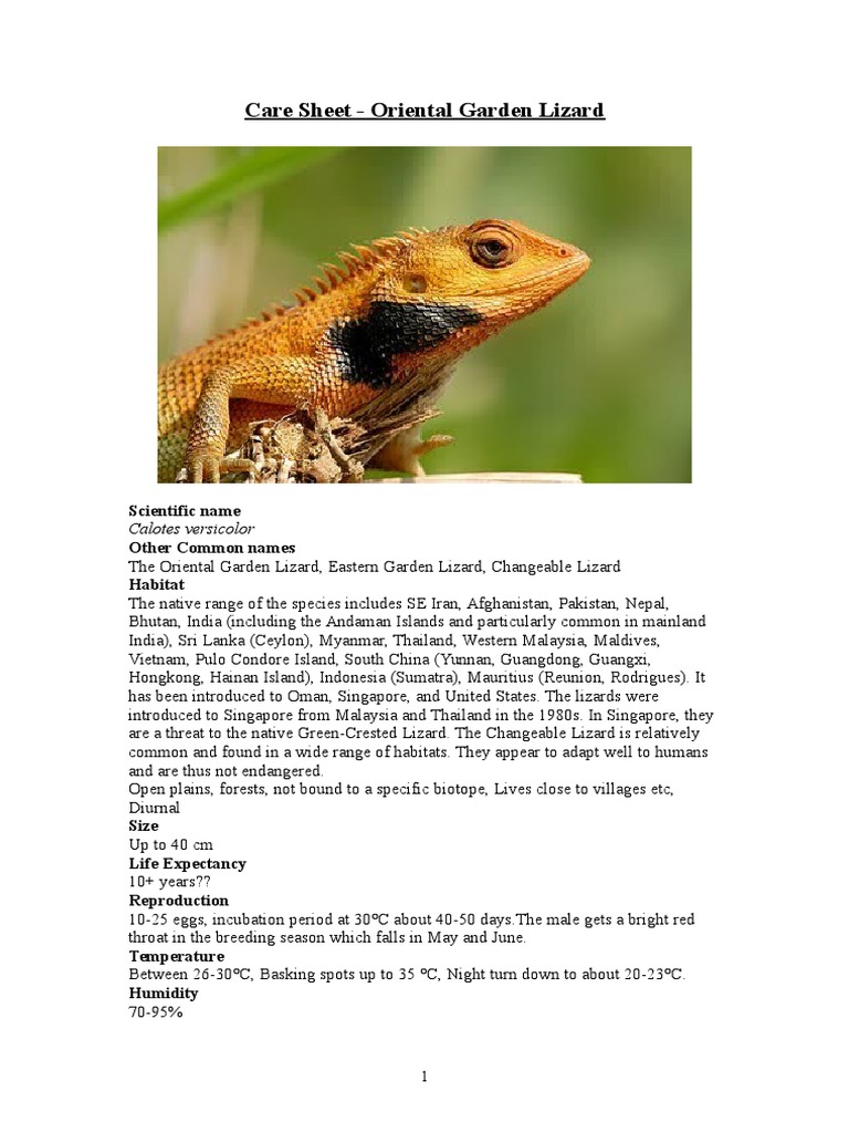 Care Sheet - Oriental Garded Lizard | PDF | Organisms | Nature
