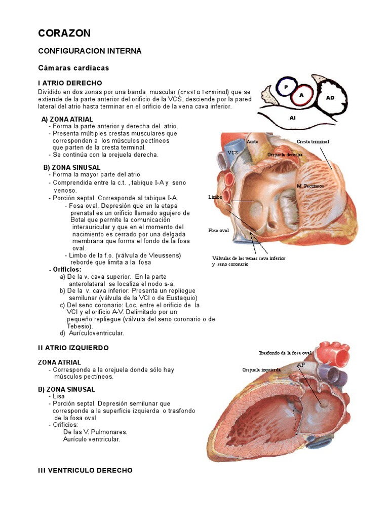 Estructura y Función del Corazón | PDF | Ventrículo (corazón) | Corazón