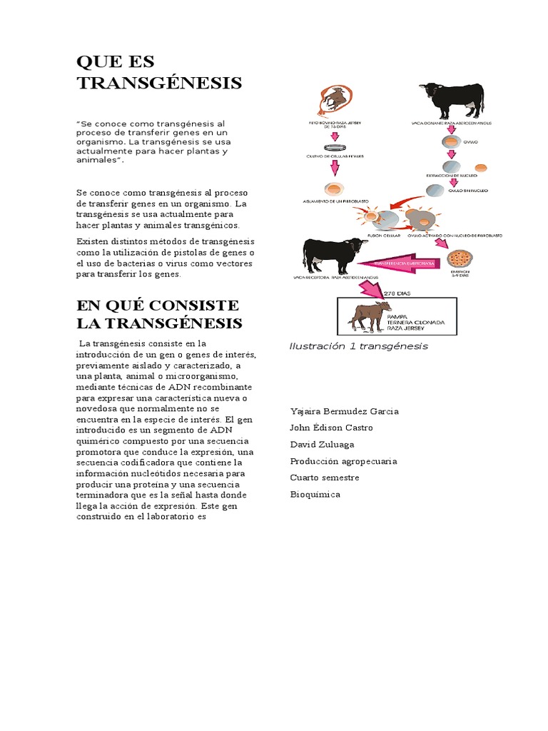 Que Es Transgénesis | PDF