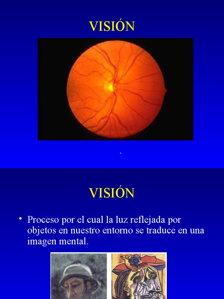 Anatomía y Neurofisiología de la Visión | PDF