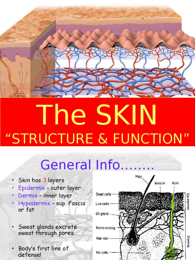 Skin Structure and Function | PDF | Skin | Epidermis