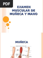 Mano de Predicador | PDF | Mano | Anatomía humana