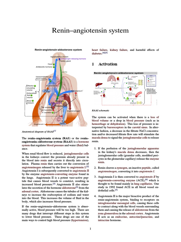 Renin–Angiotensin System | Angiotensin | Kidney