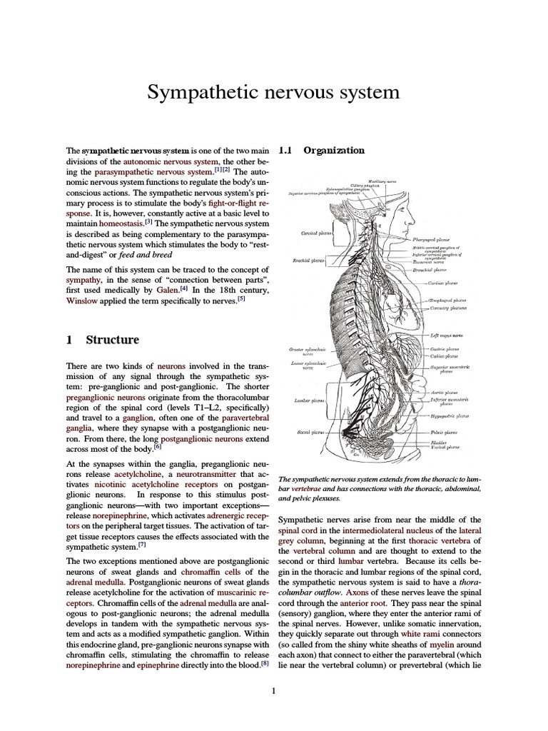 13sympathetic Nervous System | PDF | Autonomic Nervous System ...
