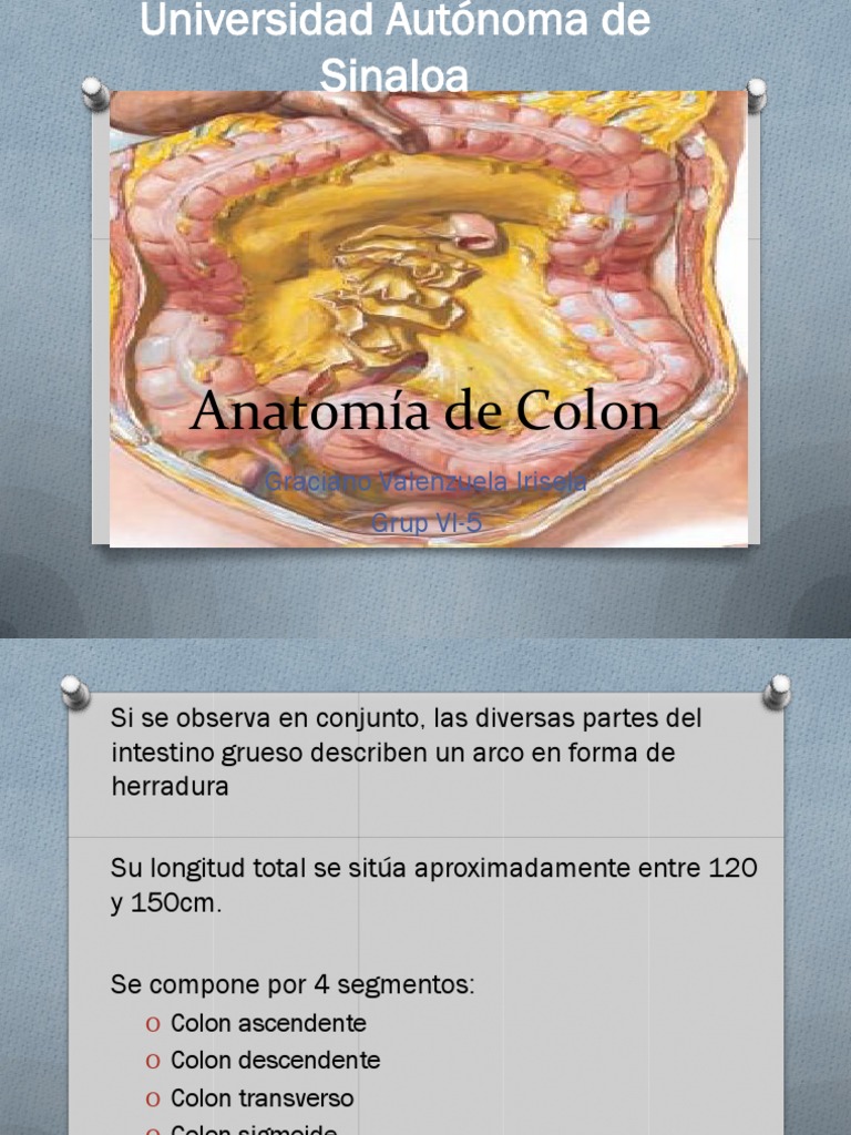Anatomía del Colon: Estructura y Función | PDF | Intestino grueso ...