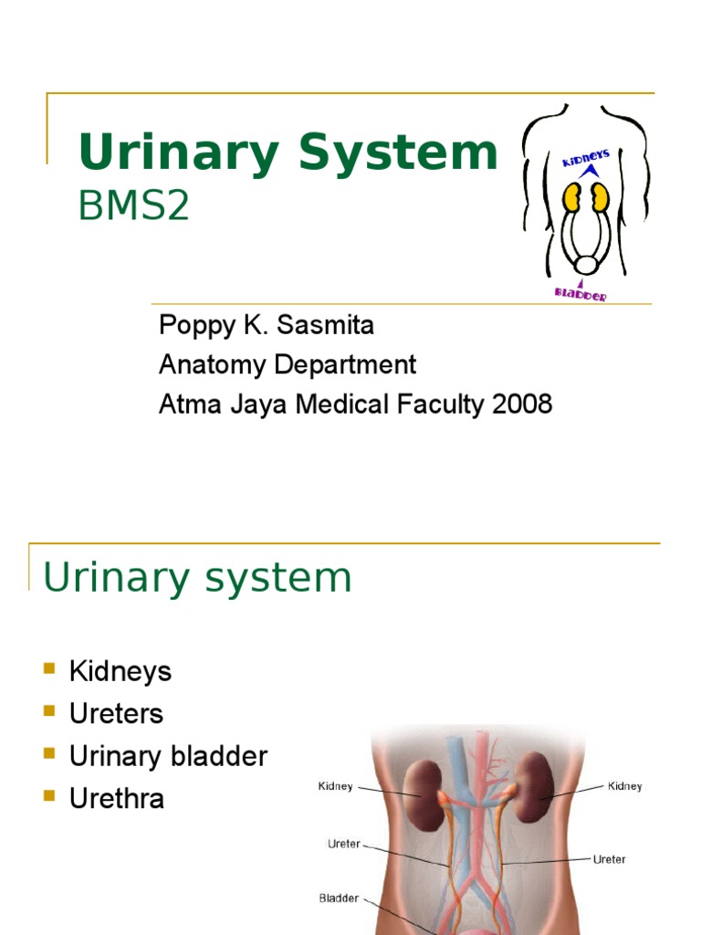 Urinary System Anatomy | PDF | Kidney | Urinary Bladder