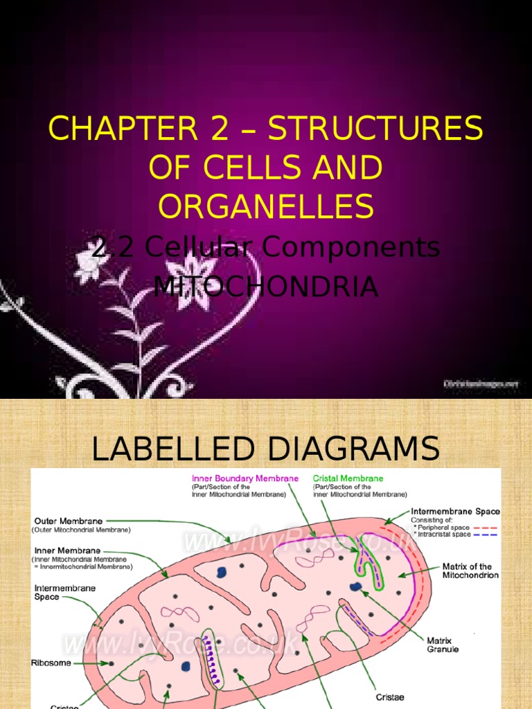 Chapter 2 - Structures of Cells and Organelles | PDF | Science ...