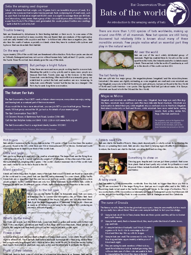 Bats of The World: Seba The Amazing Seed Disperser | PDF | Bat | Flowers