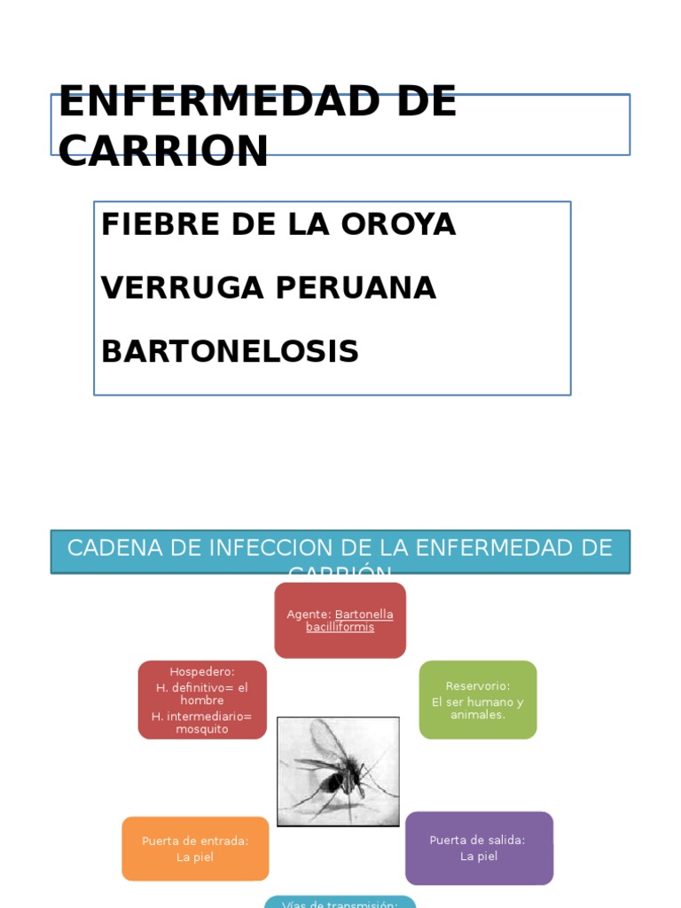 Enfermedad de Carrion.y Diversas Enfermedades | PDF | Microbiología ...