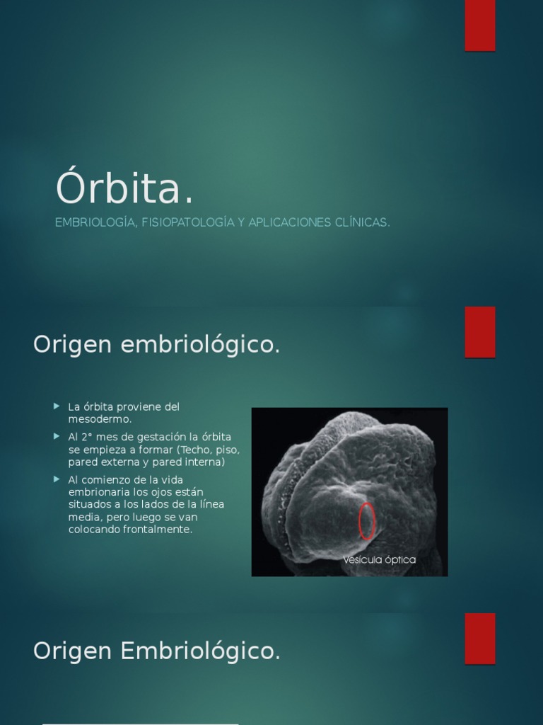 Órbita | PDF | Ojo humano | Ojo