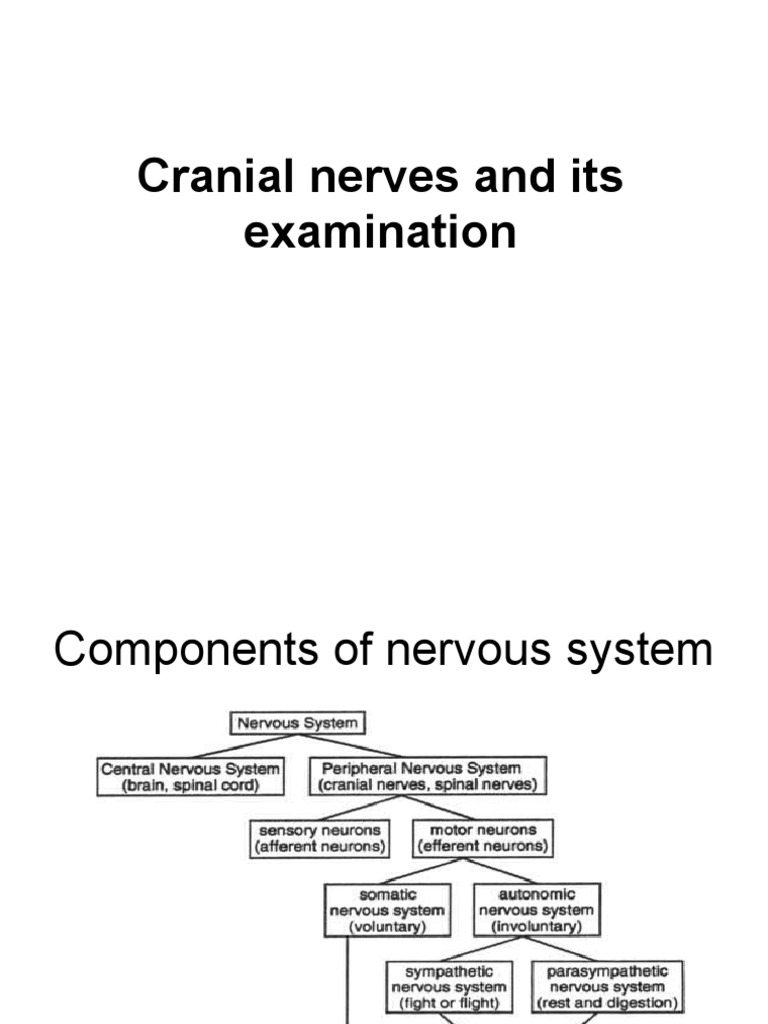 Cranial Nerves and Its Examination | PDF | Senses | Neuroanatomy