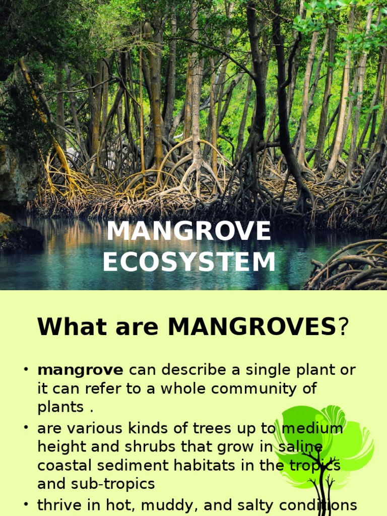 Mangrove Ecosystem | PDF | Mangrove | Coast