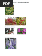 Joachim Mayer-Cvijece Za Balkone I Terase | PDF