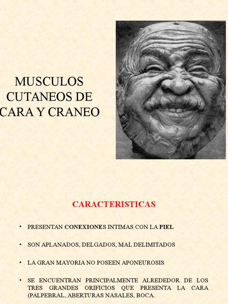Musculos cutaneos cara y craneo guia | PDF | Anatomía humana | Sistema ...
