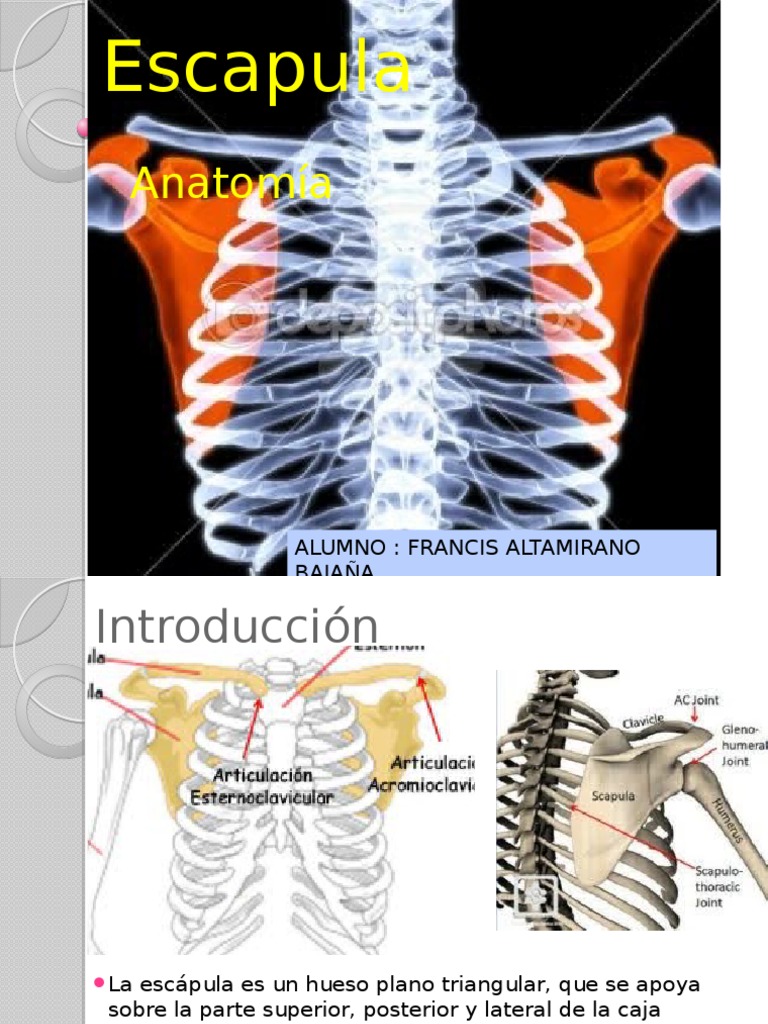 Anatomía de la Escápula y Funciones | PDF | Hombro | Anatomía de los ...