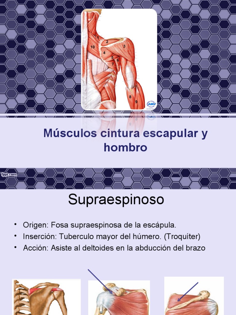 Musculos Cintura escapular y Hombro