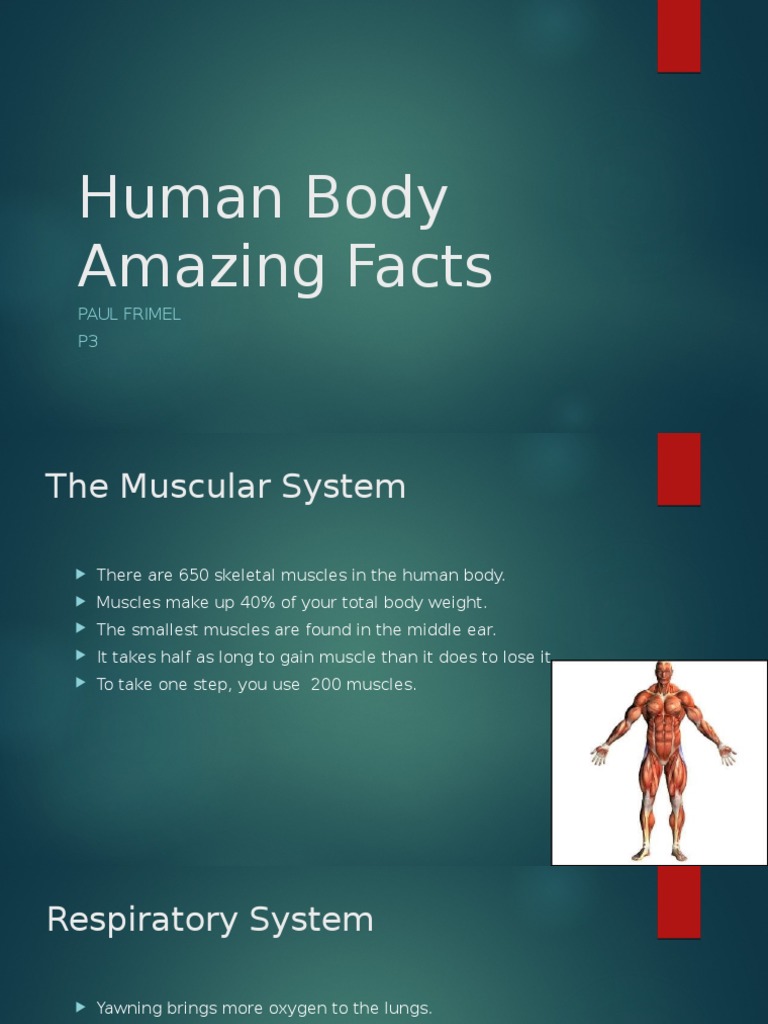 Human Body Amazing Facts | PDF