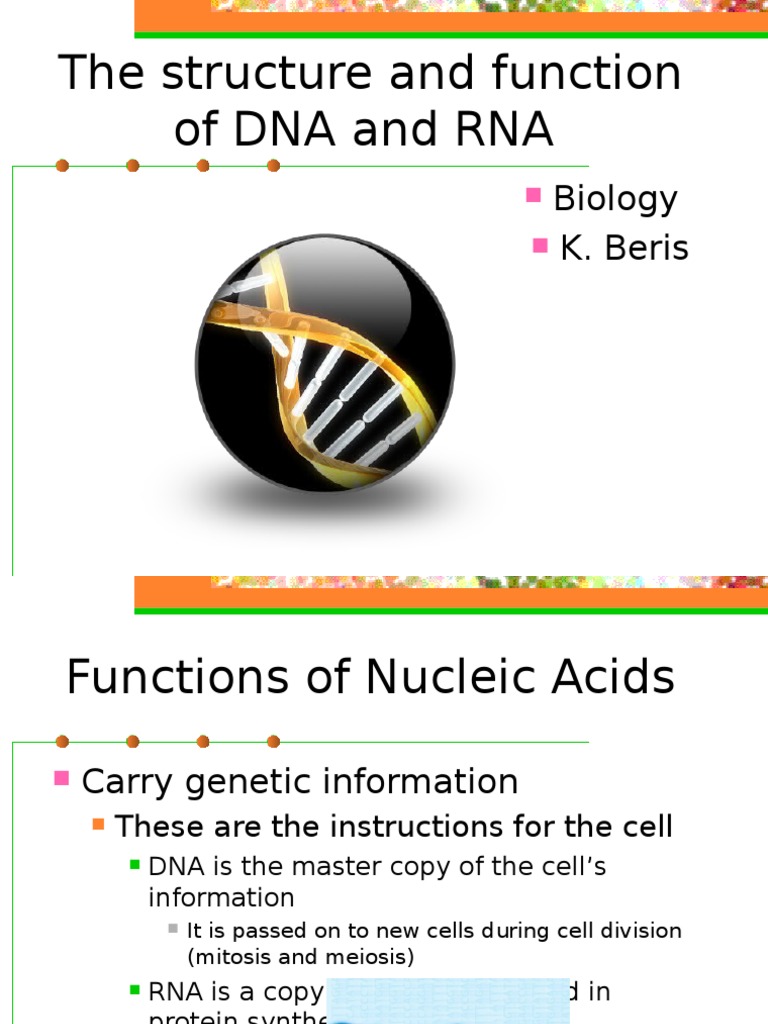 DNA and RNA Structure and Functions | PDF