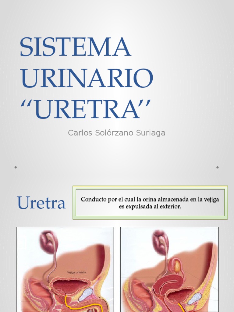 Anatomia Uretra Masculina y Femenina | Descargar gratis PDF | Vagina ...