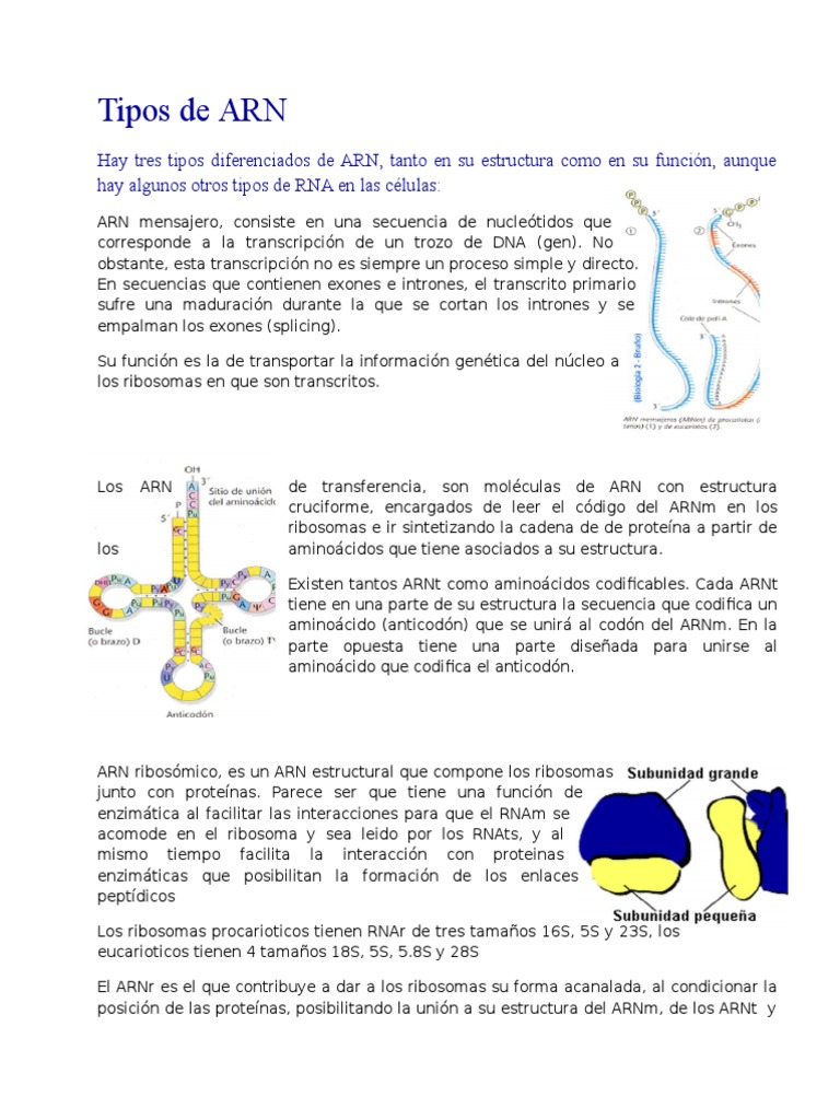 Tipos de ARN | PDF