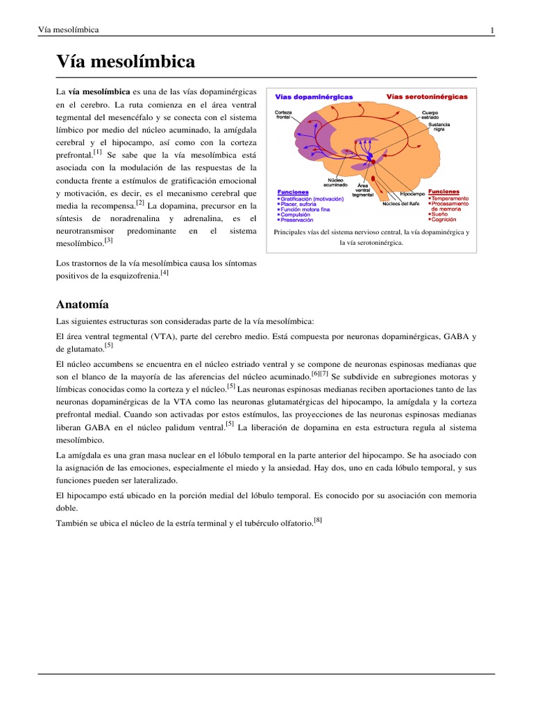 Vía Mesolímbica | PDF | Neurociencia | Sistema nervioso