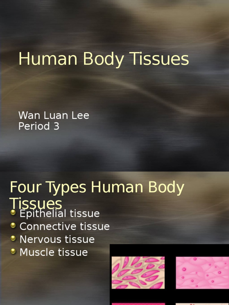 Human Body Tissues | PDF