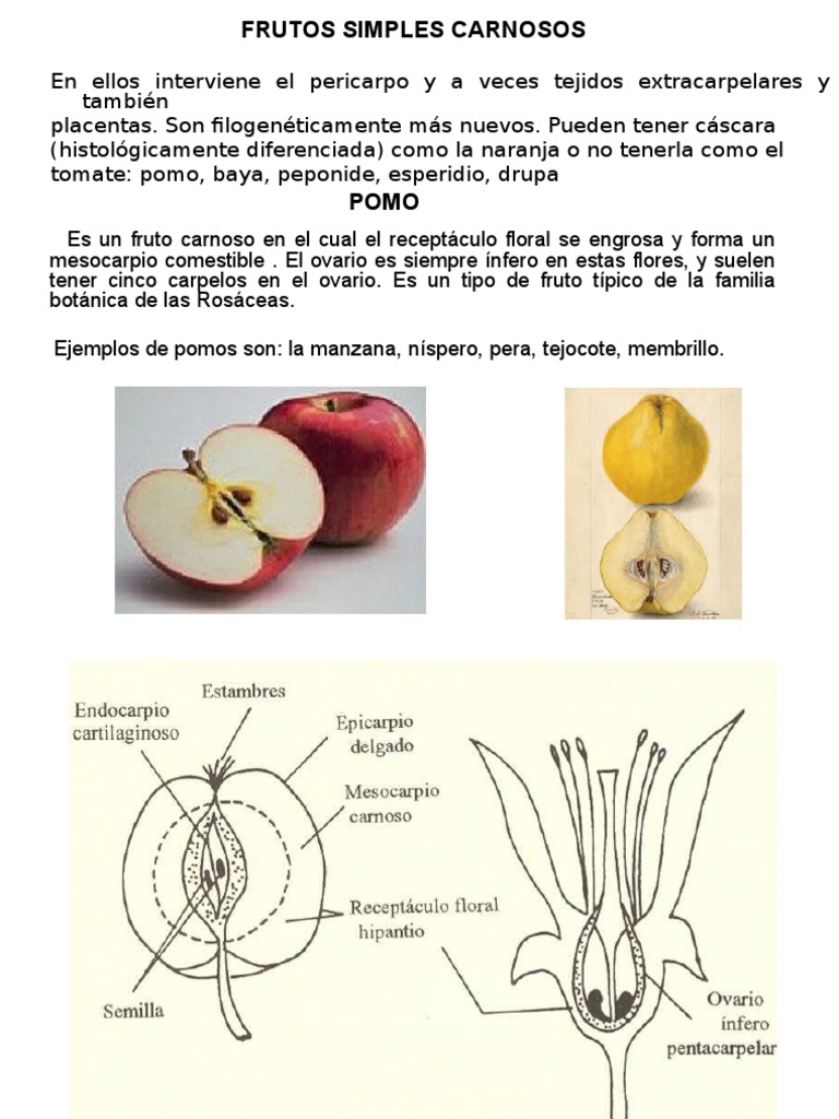 Frutos Carnosos | PDF | Fruta | Plantas comestibles