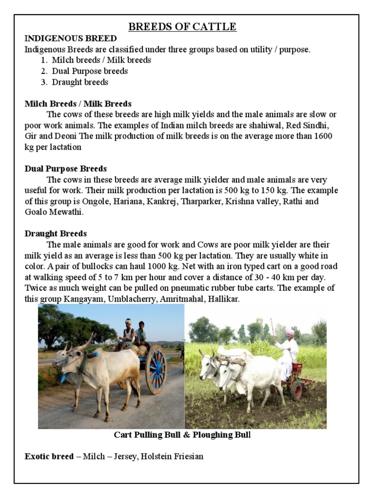 Breeds of Cattle | PDF | Dairy Cattle | Cattle