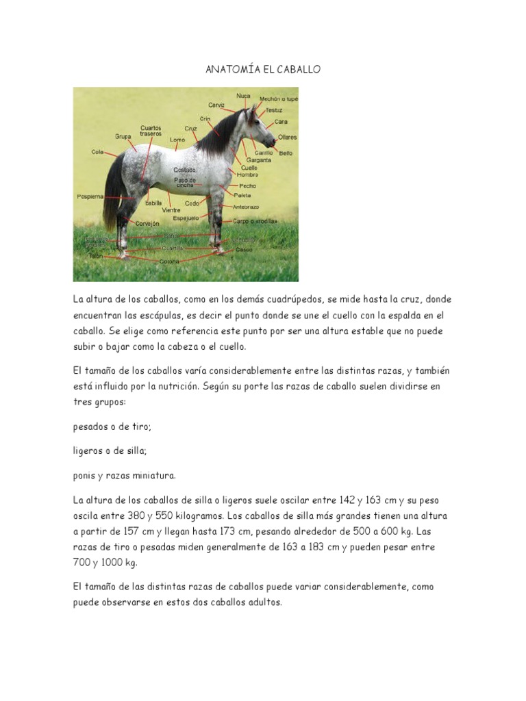 Anatomía del Caballo: Estructura y Función | PDF | Caballos | Mano