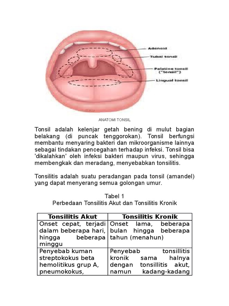 Anatomi Tonsil | PDF