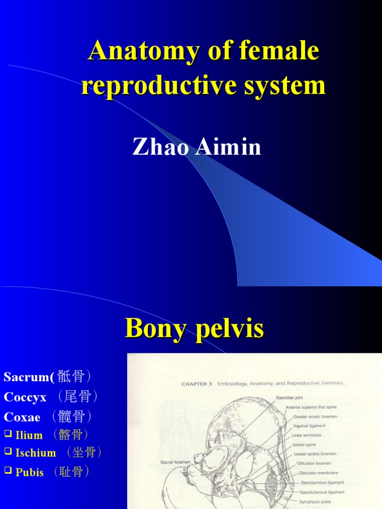 Anatomi Female Productive | PDF | Pelvis | Vagina