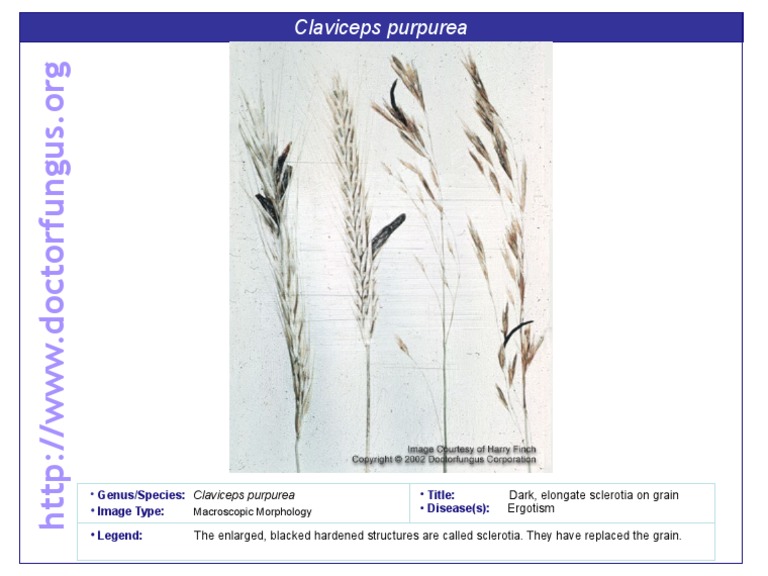 Claviceps Purpurea | PDF