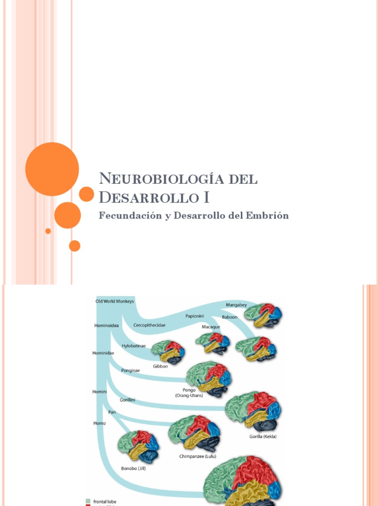 Neurobiología del Desarrollo I.pdf | Sistema nervioso | Diferenciación ...