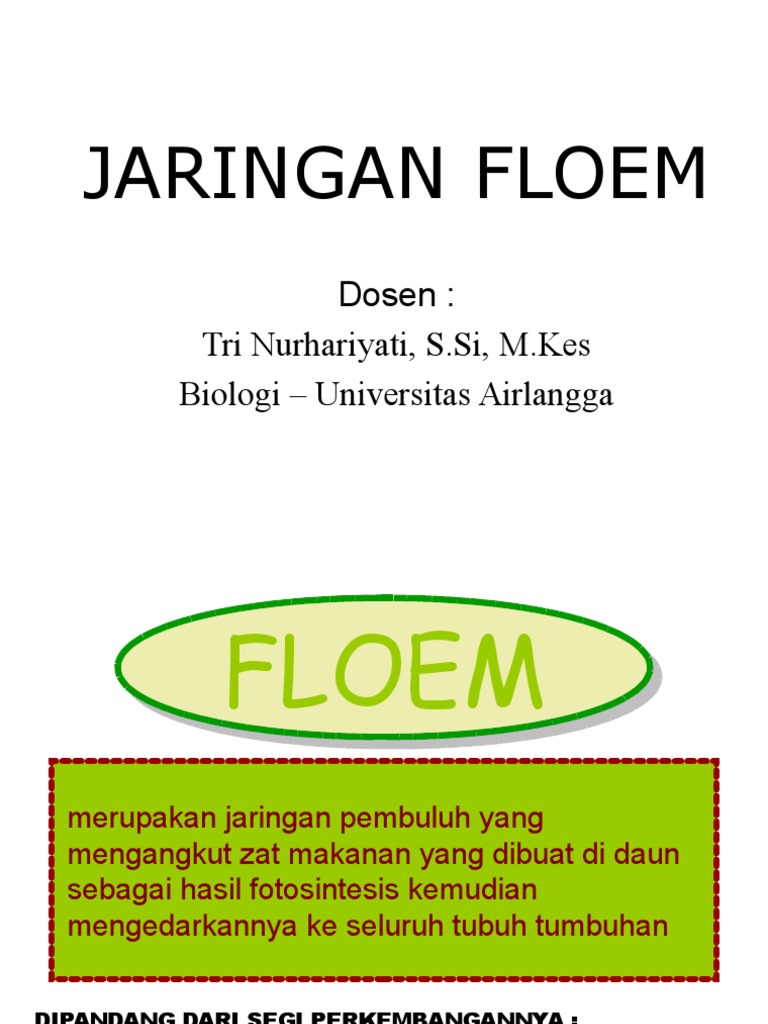 Anatomi Floem Compress | PDF