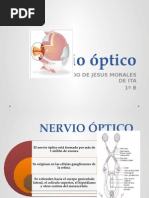 Anatomía y Patología de La Papila Óptica | PDF | Retina | Ojo humano