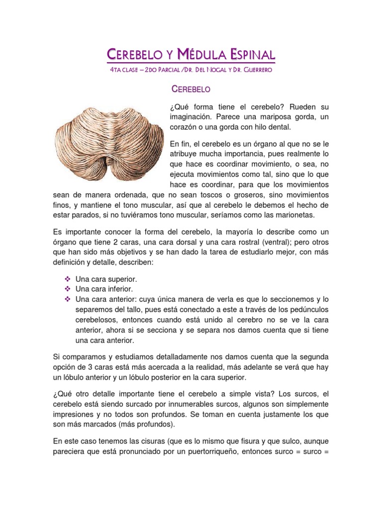 Cerebelo y Médula Espinal | PDF | Médula espinal | Cerebelo