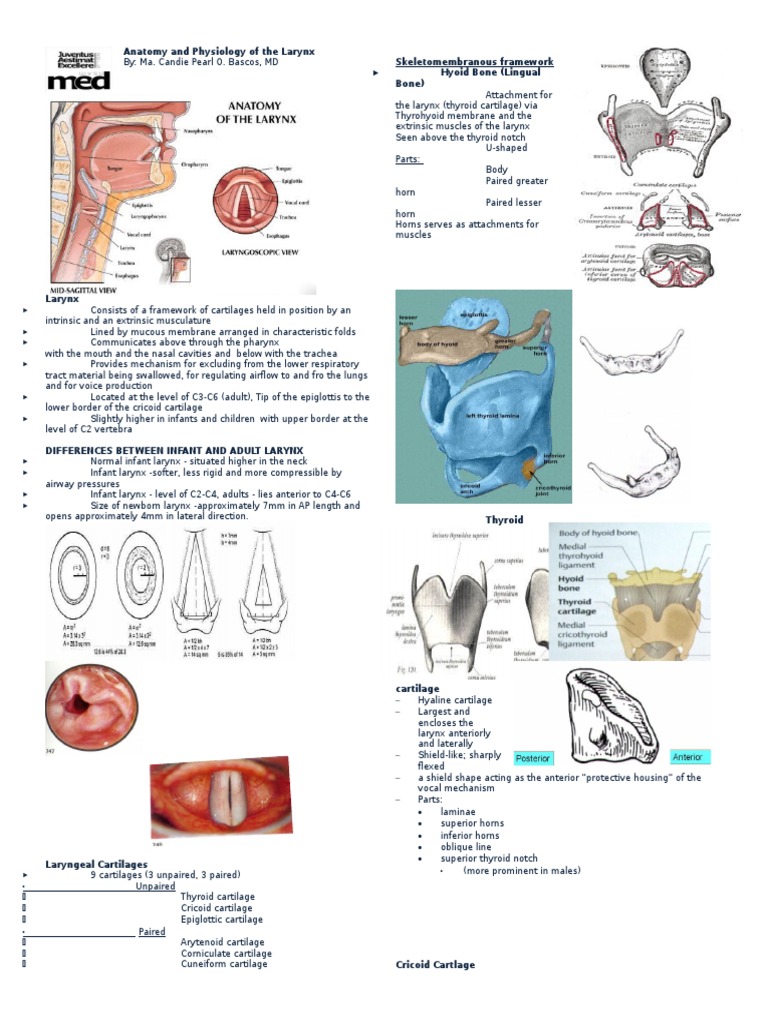 AnaPhysio of The Larynx | PDF | Larynx | Respiratory System