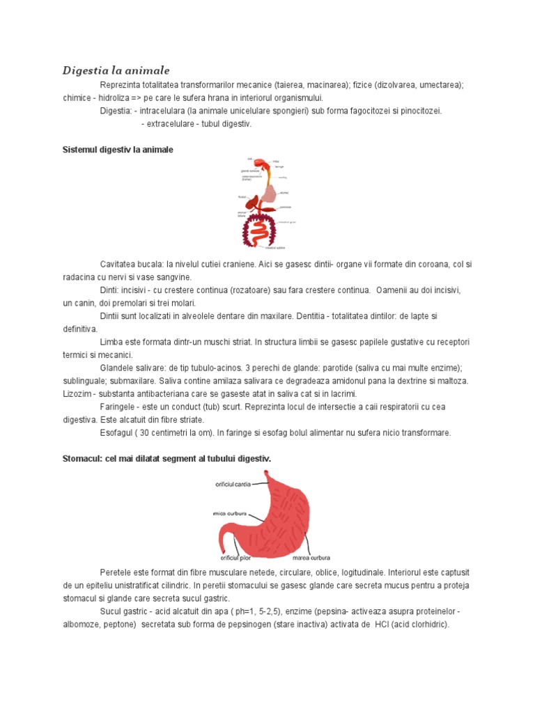 Digestia La Animale | PDF