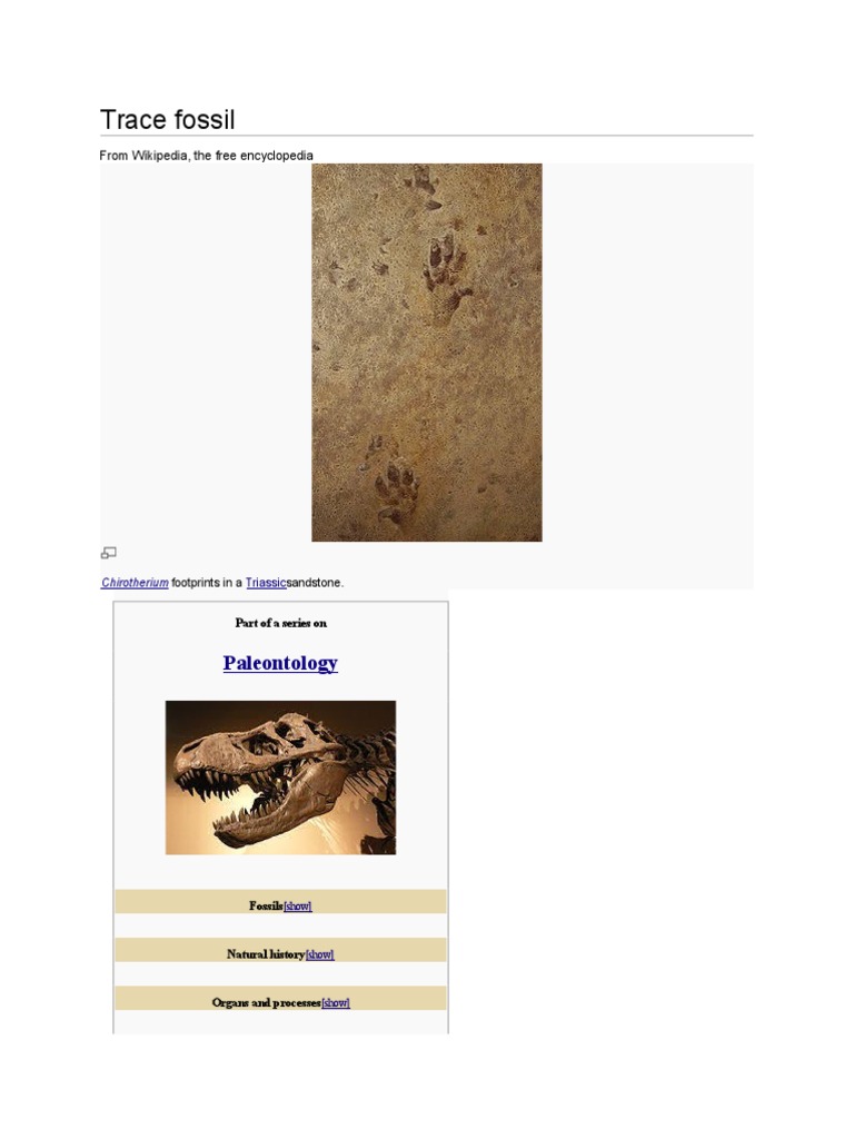 Trace Fossil | PDF | Paleontology | Earth Sciences