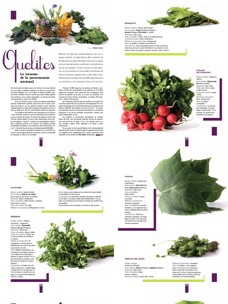 Quelites. Variedades en Mcocinaéxico. | PDF | México | Chiapas