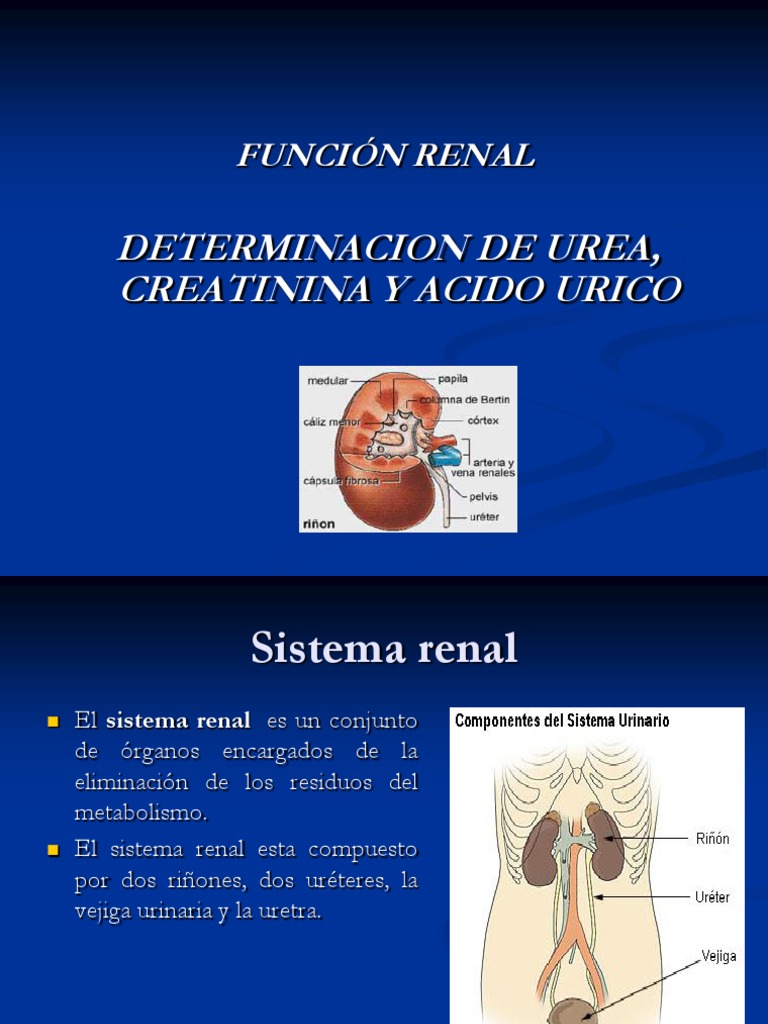 Urea Ac. Urico y Creatinina