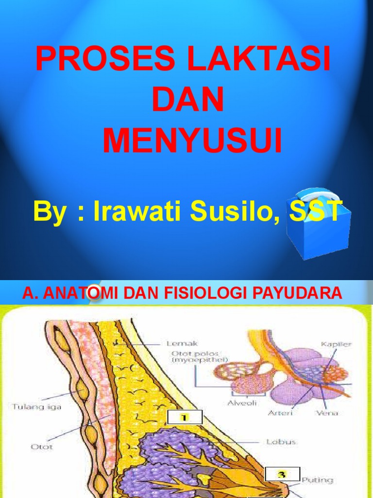 1.proses Laktasi Dan Menyusui | PDF