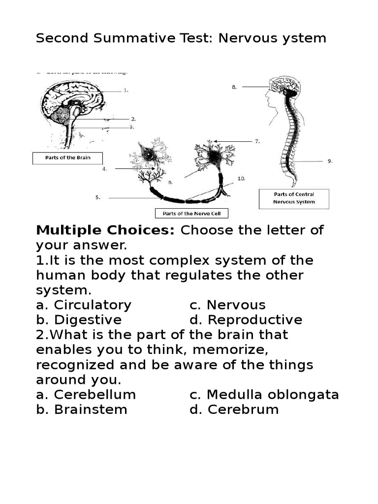 Summative Test 2.1 Nervous System for Notebook