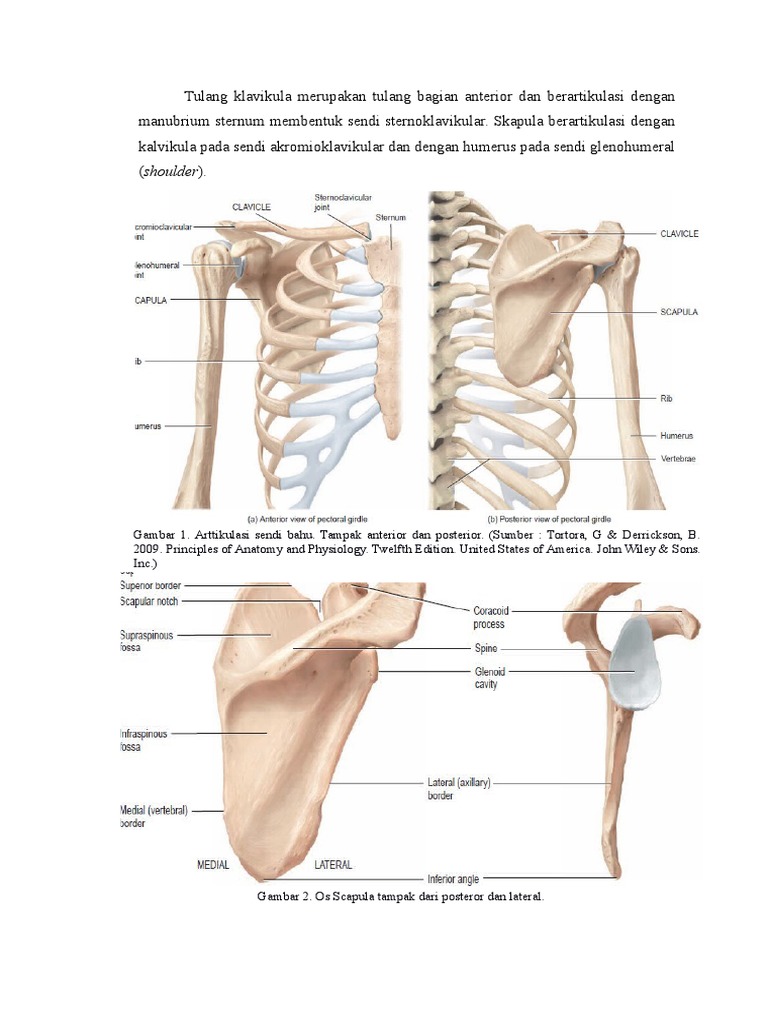 Anatomi Sendi Bahu | PDF
