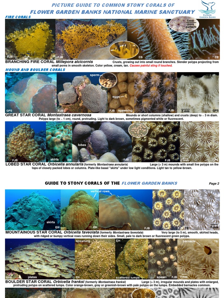 Guía de Identificación de Corales | PDF | Coral | Nature