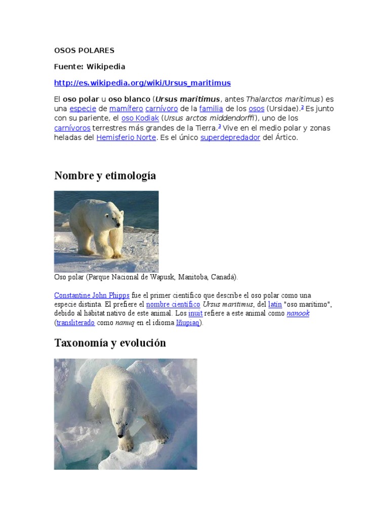 Osos Polares | PDF | Oso polar | Osos